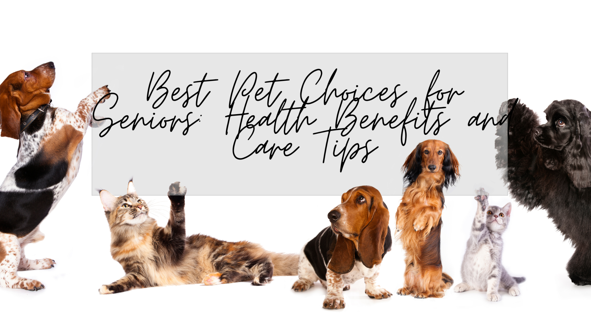 Best Pet Choices for Seniors: Health Benefits and Care Tips – Five ...