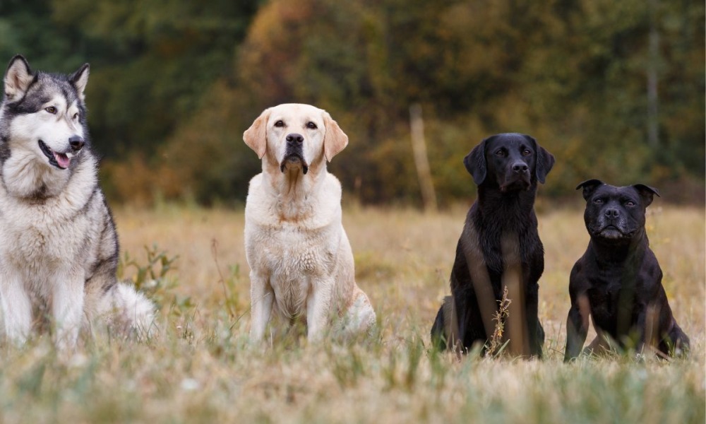 The Best Dog Breeds for Active Sports Enthusiasts – Five Reasons Sports ...